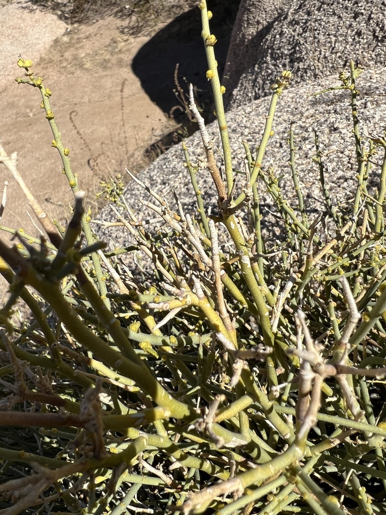 Turpentine Broom from Joshua Tree National Park, Desert Center, CA, US ...