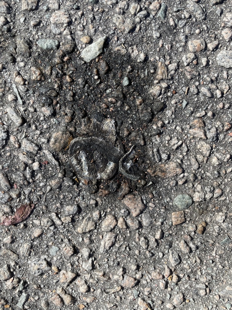 Colubrid Snakes from Duke University, Durham, NC, US on October 30 ...