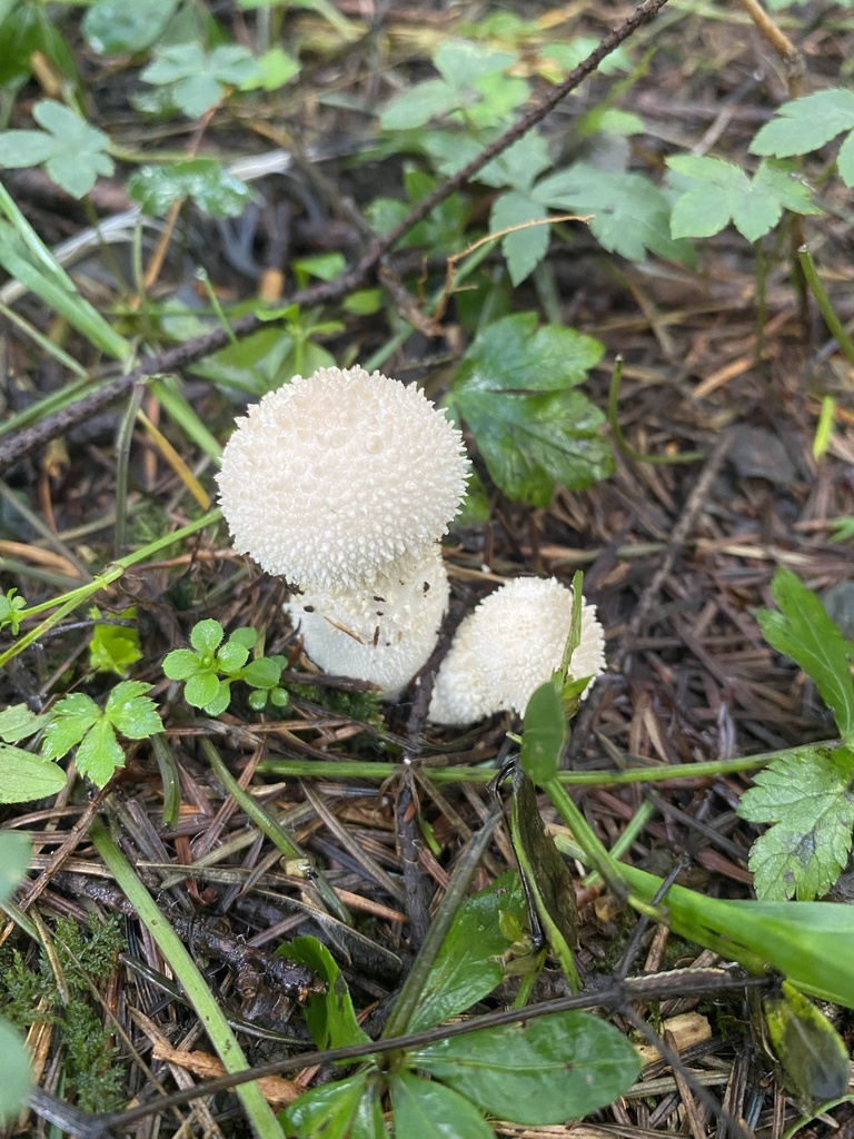 common puffball from Fagnano Castello, Calabria, IT on October 29, 2023 ...