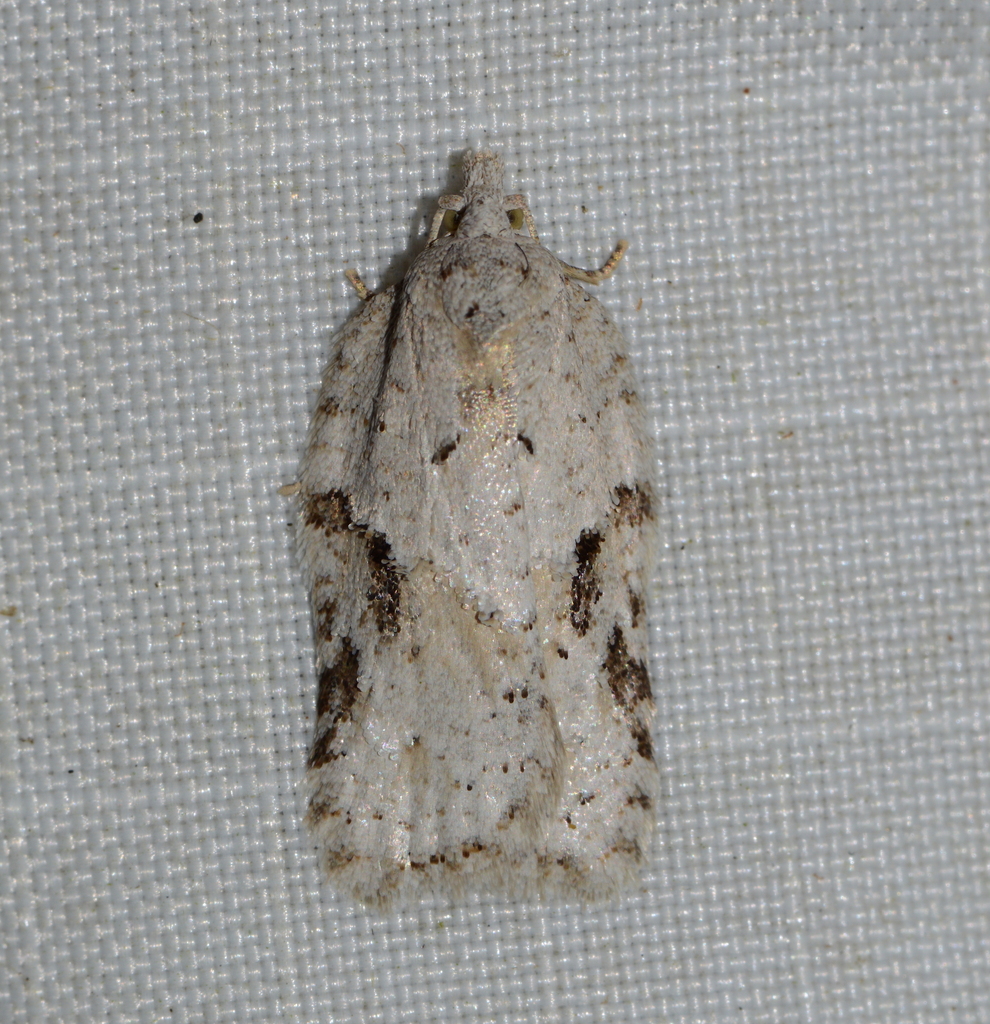 North American Black-headed Birch Leaffolder Moth in October 2023 by ...