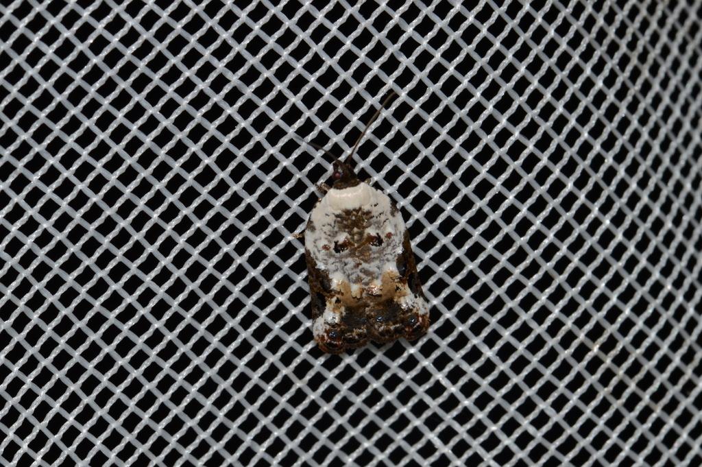 Snowy-shouldered Acleris Moth in October 2023 by Marc Belisle ...