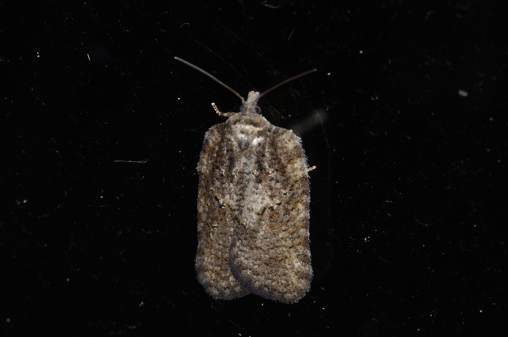 Acleris in October 2023 by Marc Belisle. Attracted to house light ...