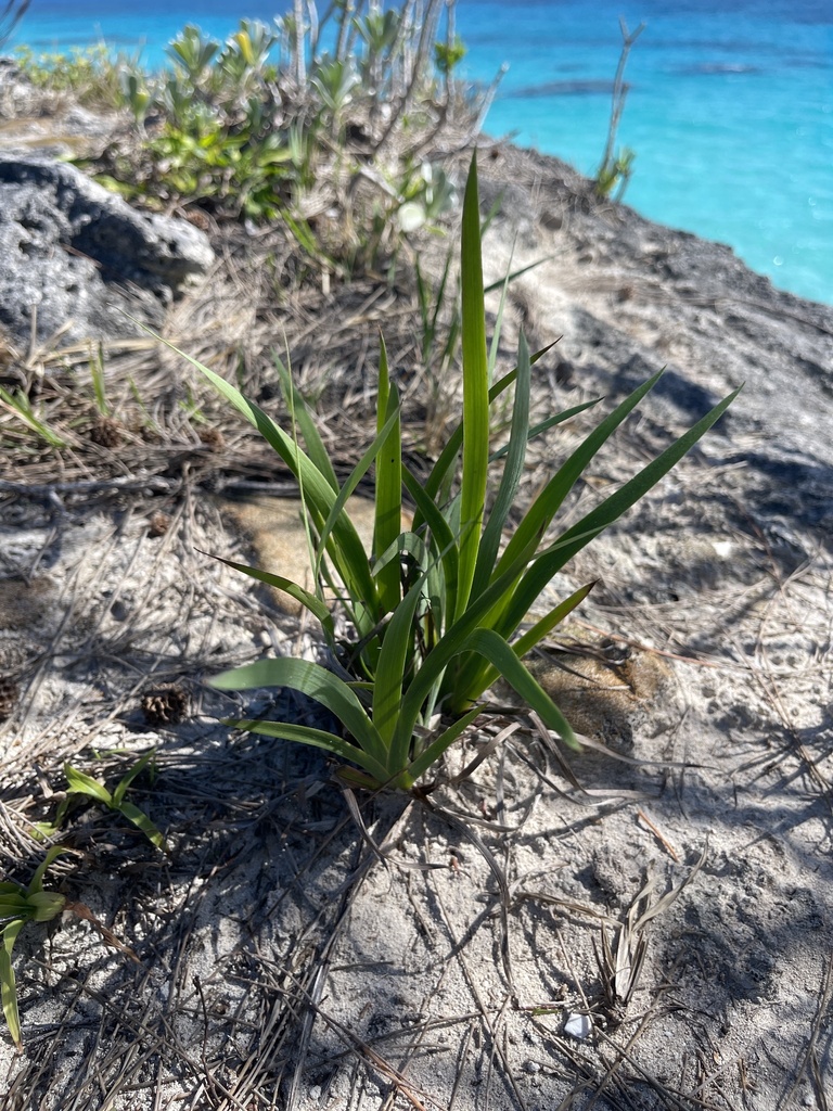 Bermudiana from Angle Beach, Bermuda, BM on October 30, 2023 at 12:43 ...