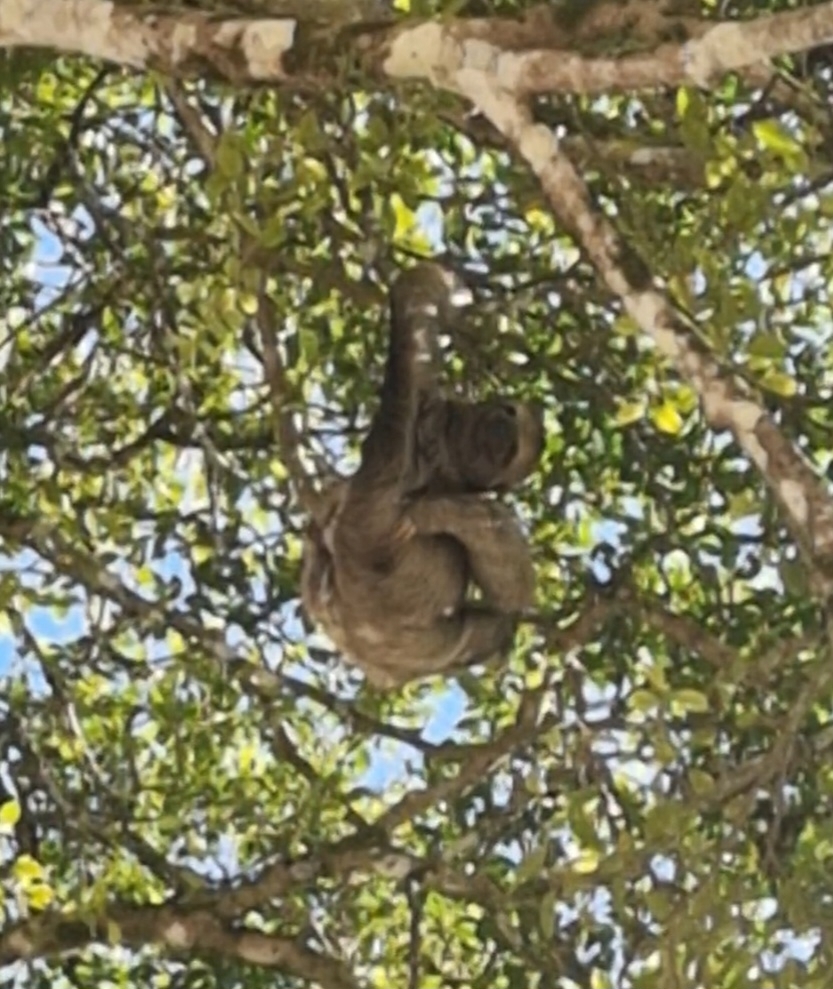 Northern Atlantic Forest Three-toed Sloth from Rio Tinto, PB, 58297-000 ...