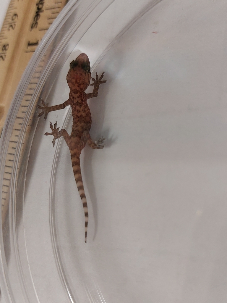 Mediterranean House Gecko from Cary, NC 27511, USA on October 30, 2023 ...