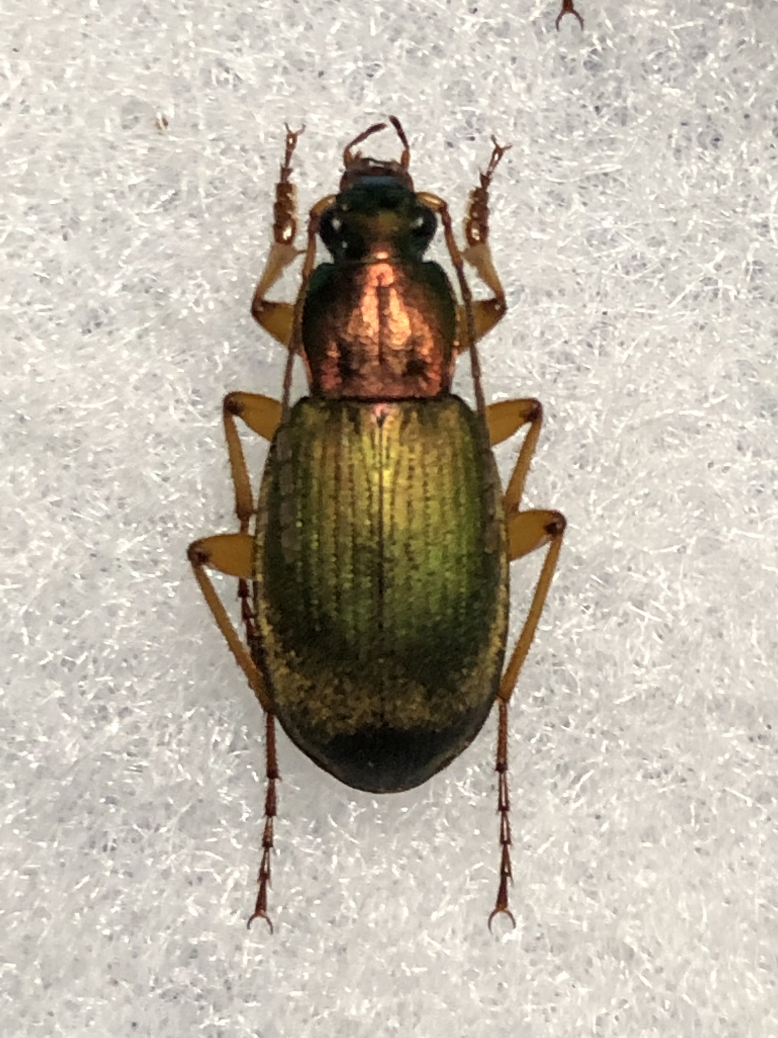 Chlaenius pallipes (Gebler, 1823)