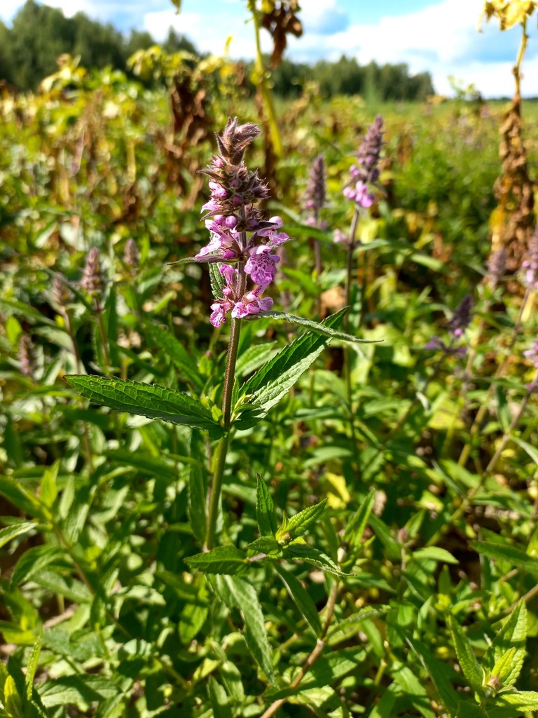 Marsh Woundwort from Томский р-н, Томская обл., Россия on August 9 ...