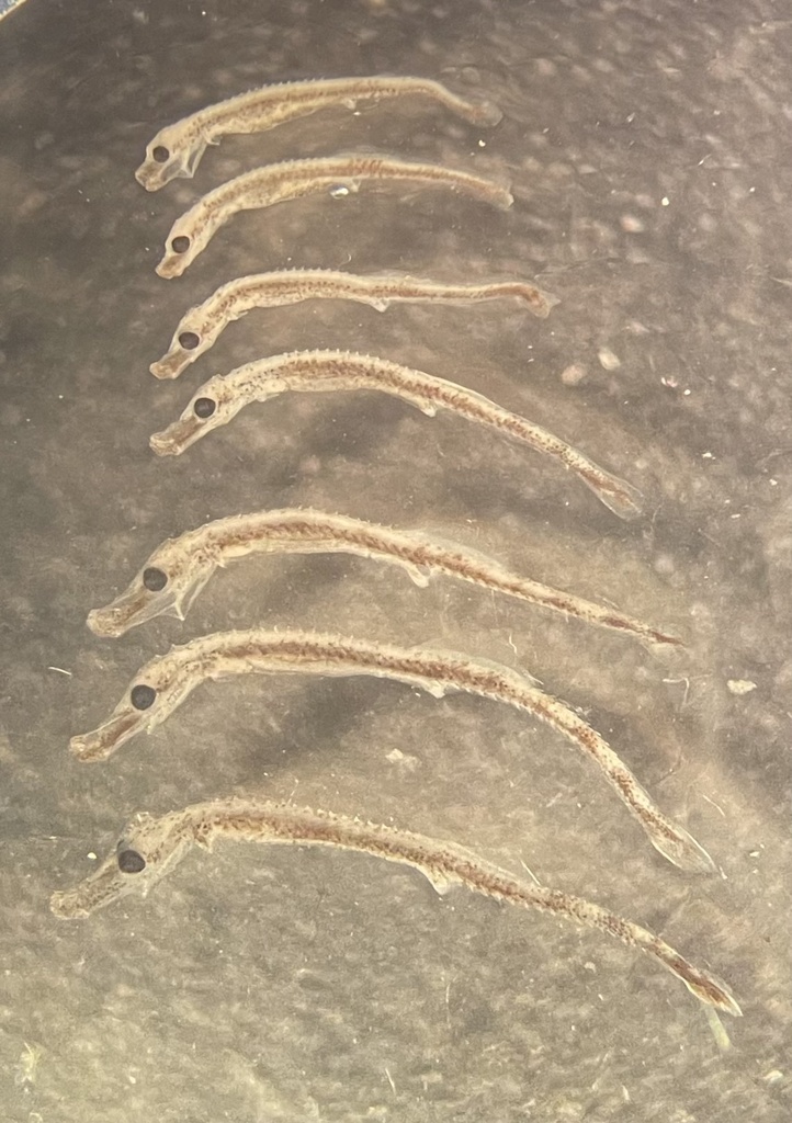 Opossum Pipefish from Kissimmee River, Okeechobee, FL, US on May 23 ...