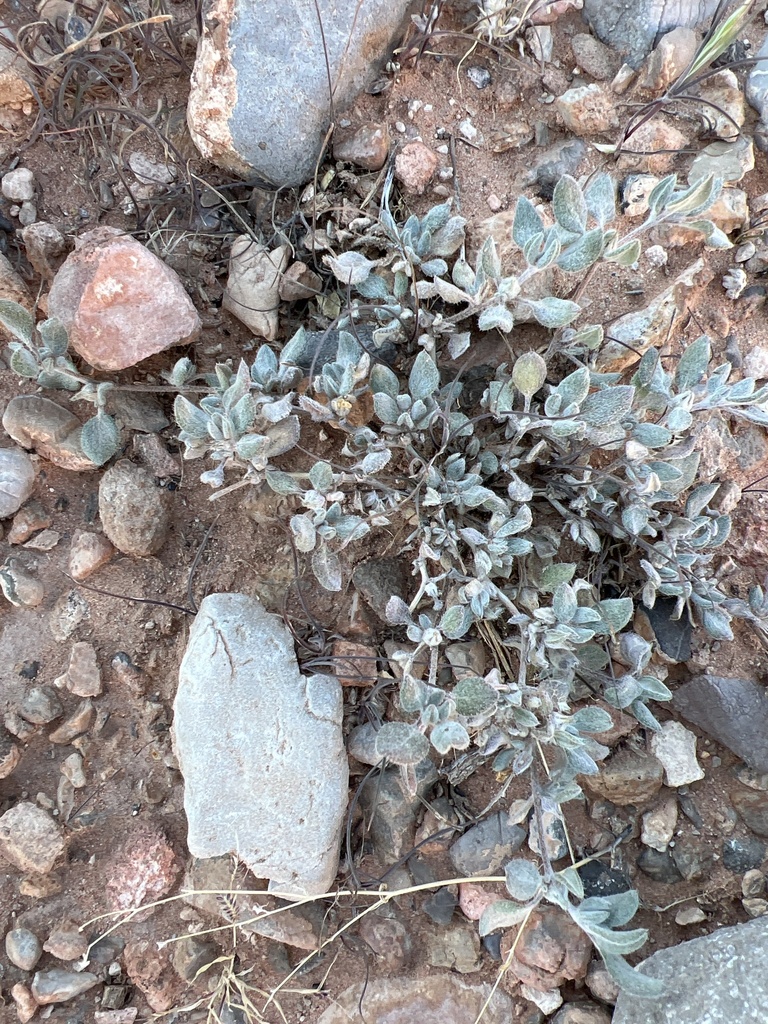 Shrubby Tiquilia from Red Rock Canyon National Conservation Area, Clark ...
