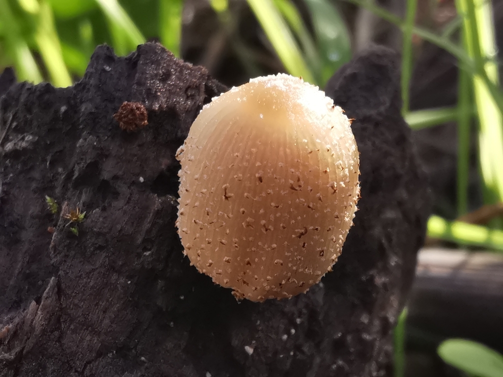 Coprinellus from 3140 Montemor-o-Velho, Portugal on October 30, 2023 at ...