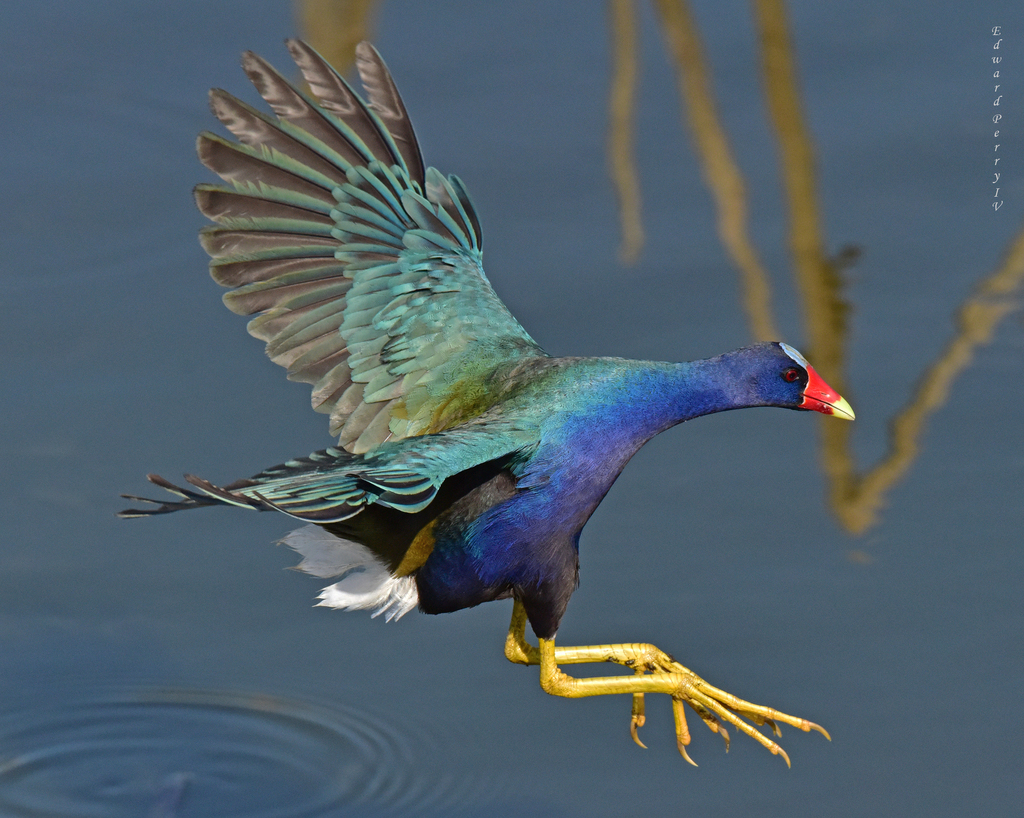 Swamphens and Blue Gallinules (Porphyrio) - Avian Discovery
