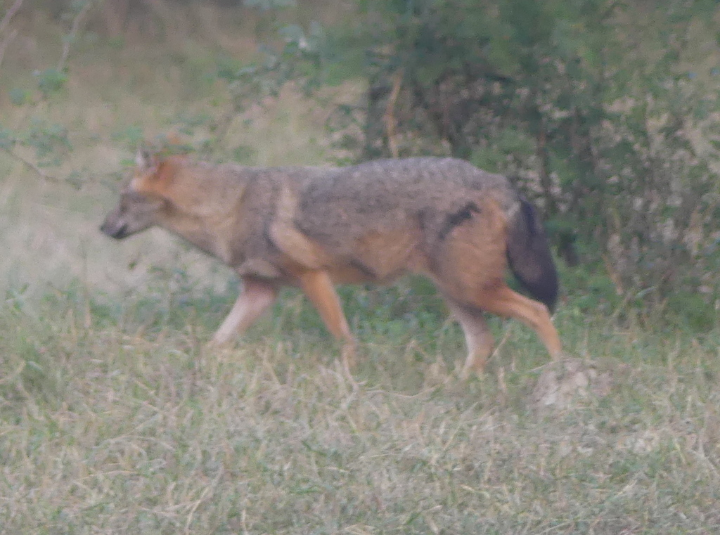 Indian Jackal from Mohmmadpur Majara, Uttar Pradesh, India on October ...