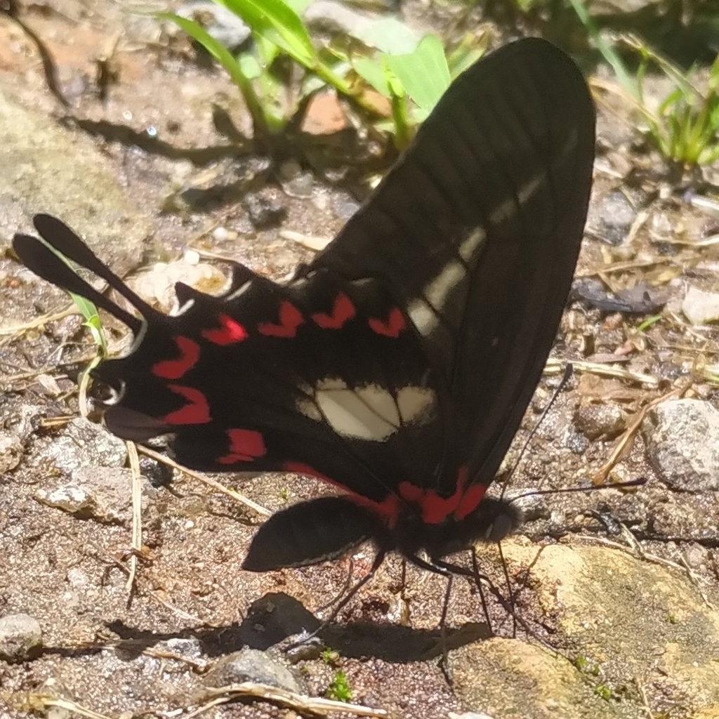 Mimoides lysithous from Viçosa, MG, 36570-000, Brasil on October 30 ...