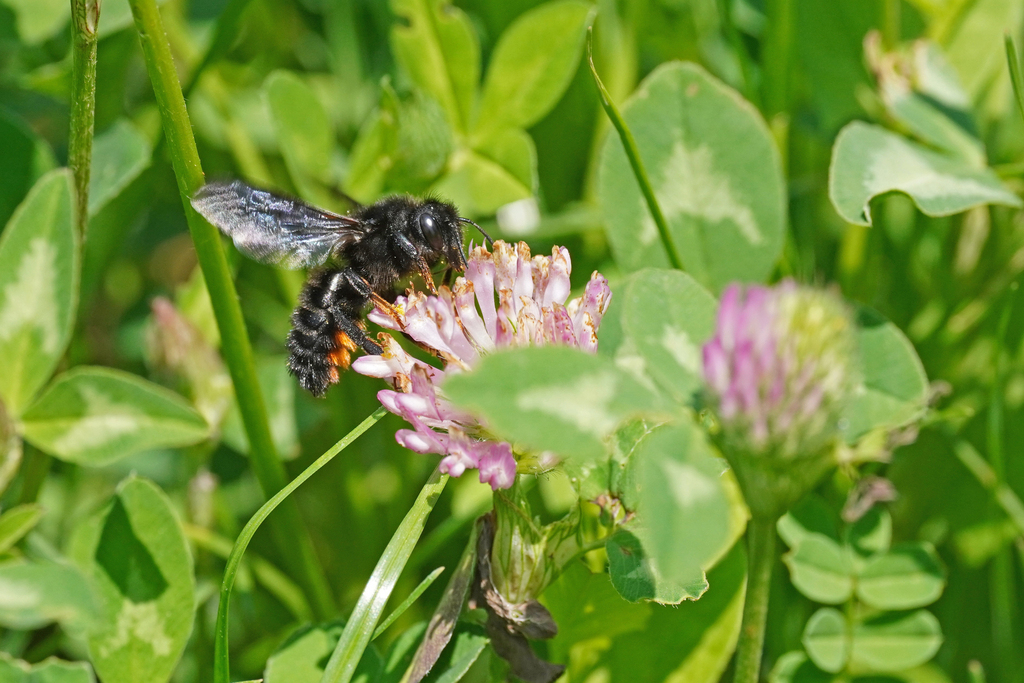 Black Mud Bee from 2500 Baden, Österreich on May 21, 2023 at 12:52 PM ...