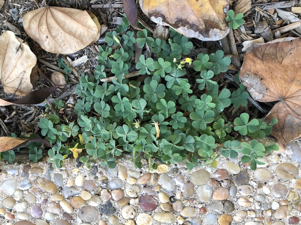 Creeping Woodsorrel from Second St, Encinitas, CA, US on October 30 ...
