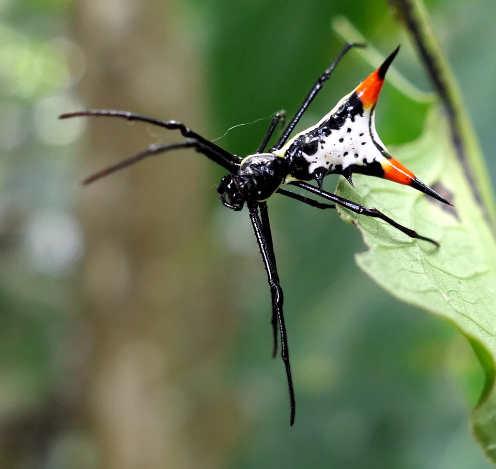 Amazon Thorn Spider from Zona rural de Paudalho - Pernambuco on October ...