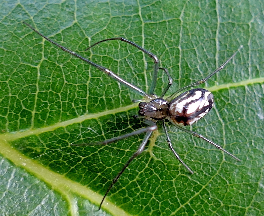 Orchard Spiders and Allies from Zona rural de Paudalho - Pernambuco on ...