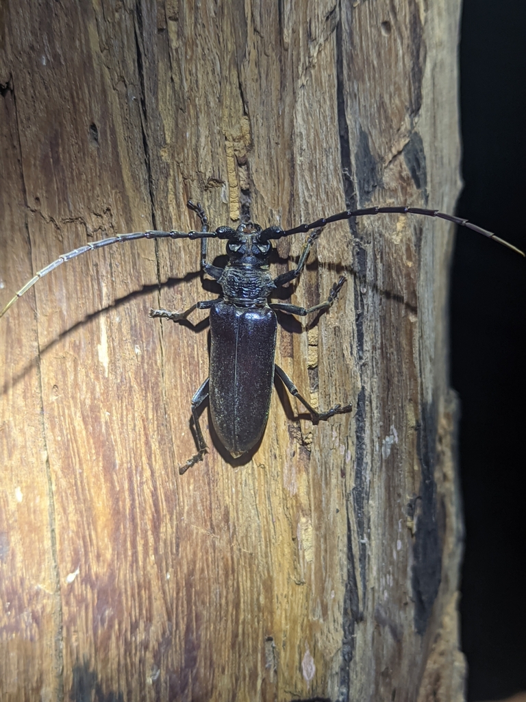 Neoplocaederus from Idodi, Tanzania on October 30, 2023 at 07:46 PM by ...