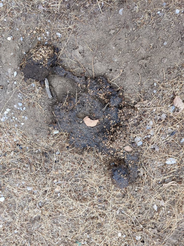 Eurasian Brown Bear from Kohgiluyeh, Kohgiluyeh and Boyer-Ahmad ...