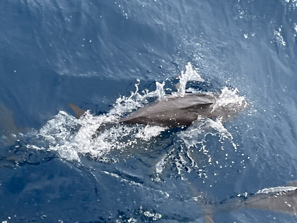 Common Dolphin from Cook, QLD, Australia on October 19, 2023 at 06:54 ...