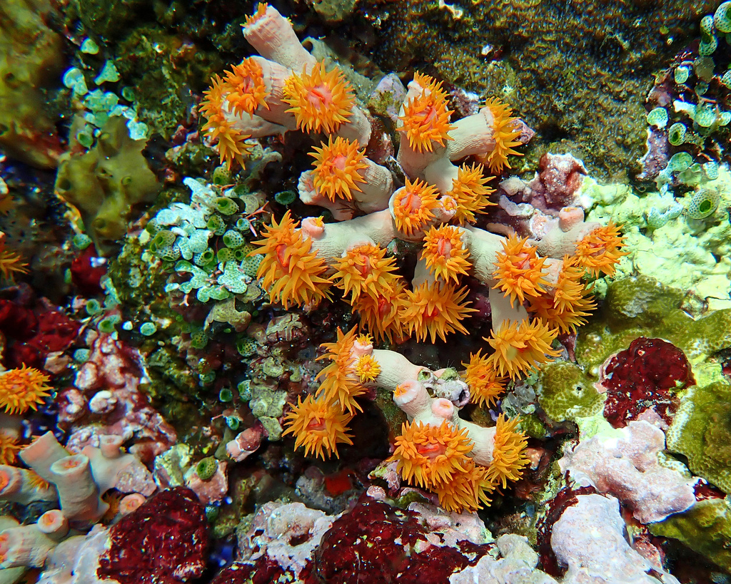 Dendrophylliidae from Alor area Regency, East Nusa Tenggara, Indonesia ...