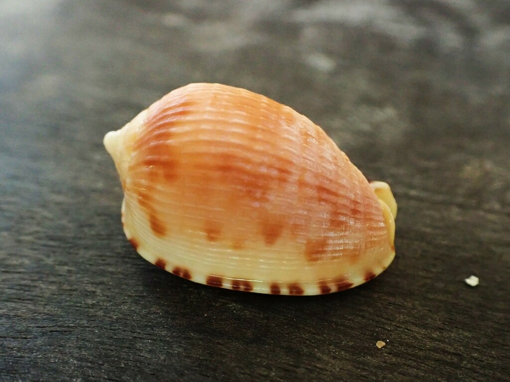 Reticulated Cowry Helmet from Municipio de Tulum, Q.R., México on ...