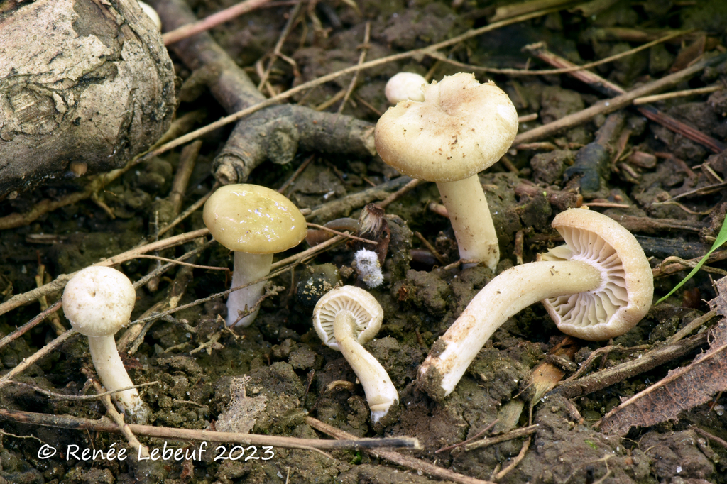 Fanvaults from Saint-Étienne-des-Grès, QC, Canada on August 2, 2023 at ...