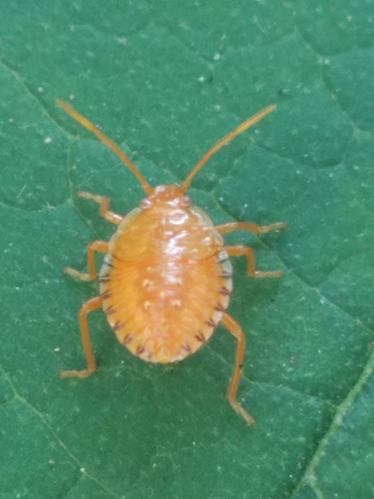 Red-bordered Stink Bug from Centro on October 30, 2023 at 11:56 AM by ...