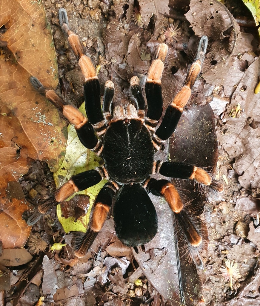 Costa Rican Redleg Tarantula from Del Parque de Zarcero 14 kms noroeste ...