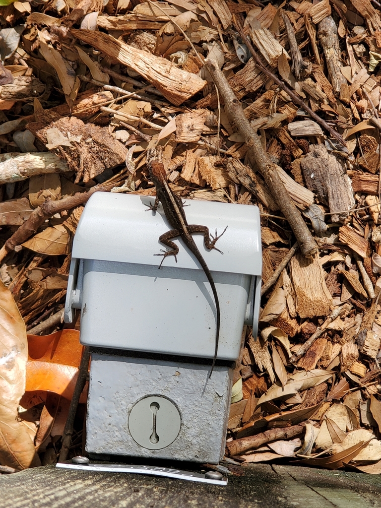 Brown Anole from Seminole, FL 33778, USA on October 30, 2023 at 12:05 ...