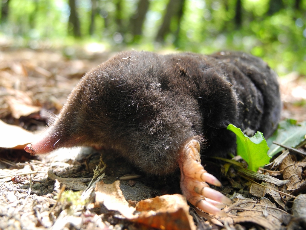 European Mole from 17019 Varazze, Savona, Italien on August 28, 2012 at ...