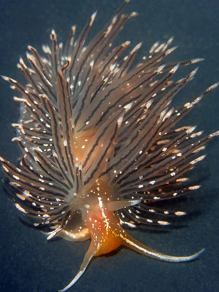 Undescribed Sakuraeolis cf. enosimensis (Nudibranchs and other sea ...