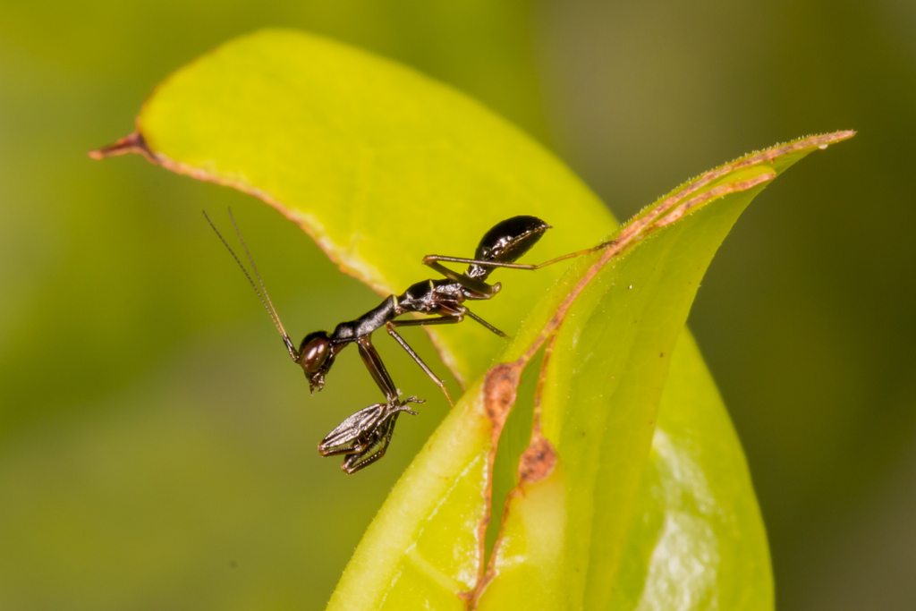 Asian Ant Mantises from Kabupaten de Gianyar, Bali, Indonésie on May 5 ...
