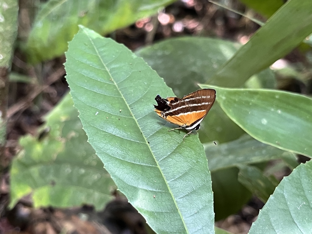 Euselasia euriteus from Madre de Dios, PE on October 30, 2023 at 11:33 ...