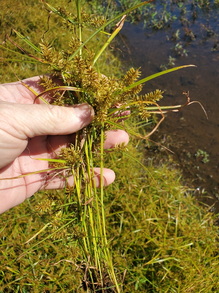 redroot flatsedge from Montgomery County, TX, USA on October 19, 2023 ...