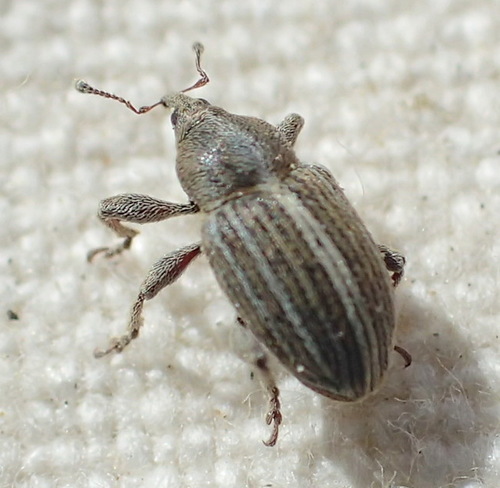(Tychius lineellus)