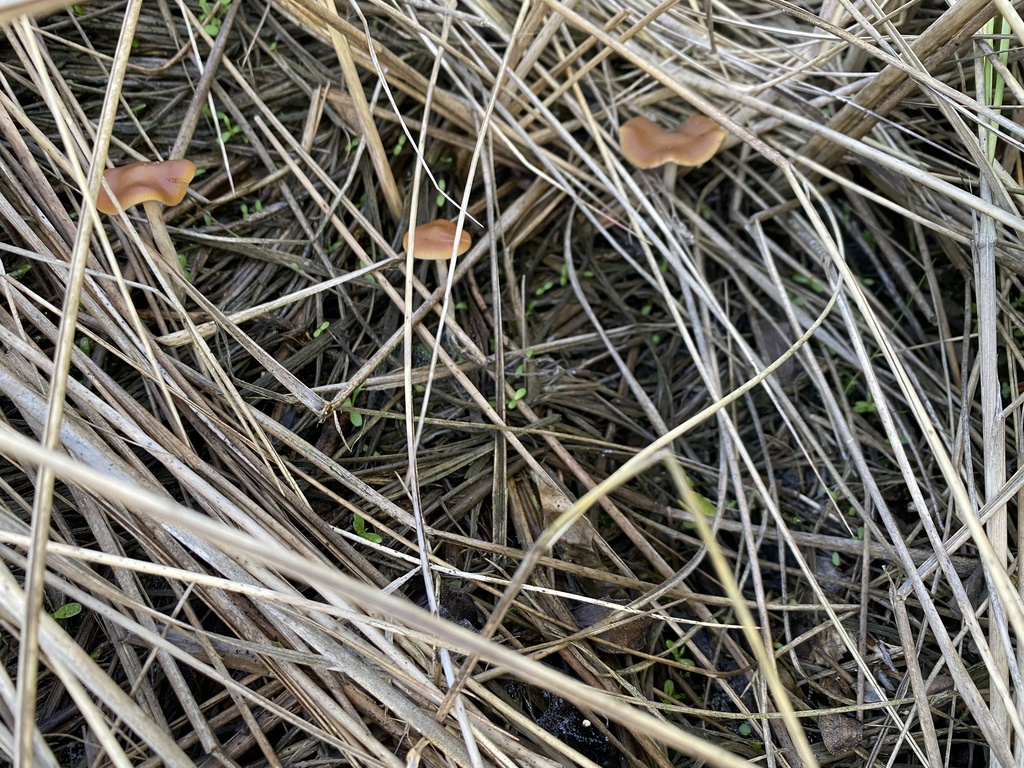 Wavy Cap in October 2023 by tpg5 · iNaturalist