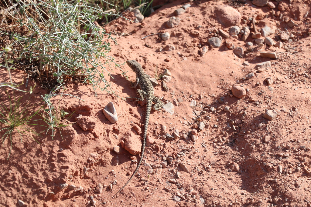 Long-nosed Leopard Lizard from Clark County, NV, USA on October 26 ...