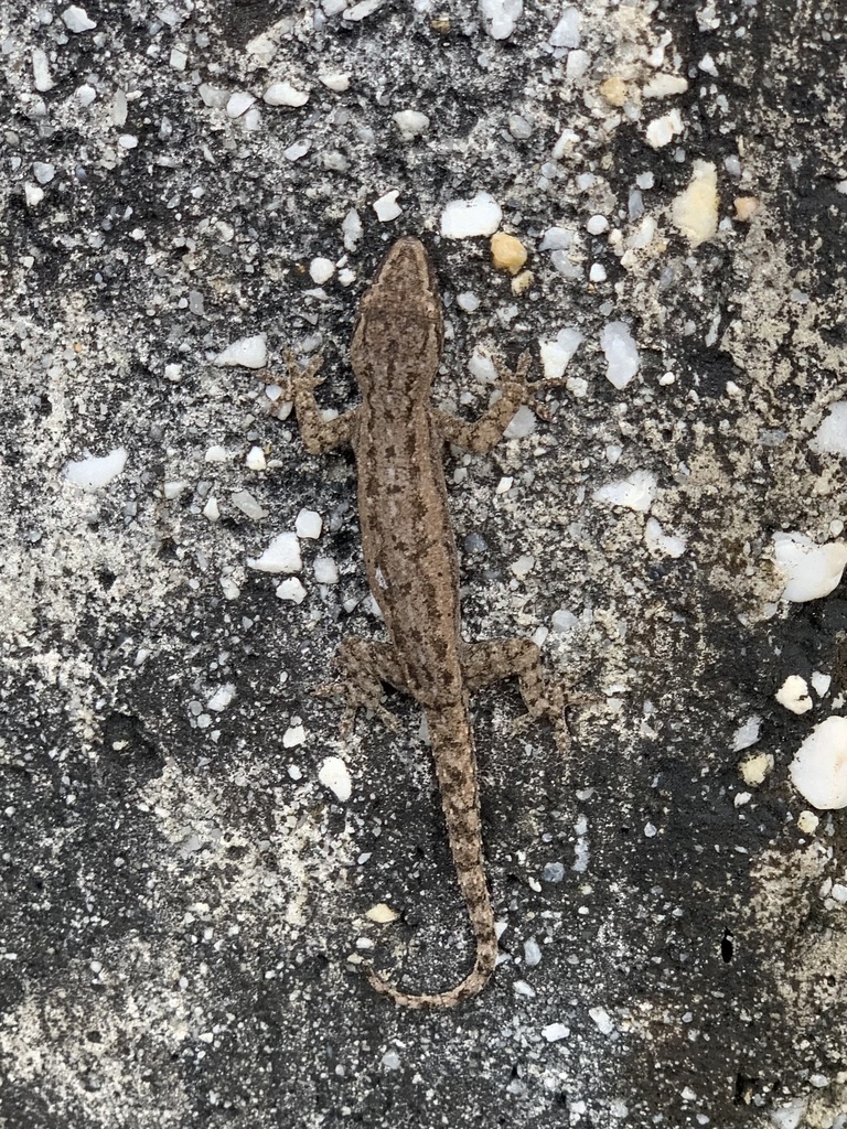 Asian House Gecko from Trinidad, Port of Spain, Trinidad and Tobago, TT ...
