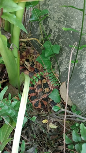 (Pituophis deppei deppei) - Snakes and Lizards
