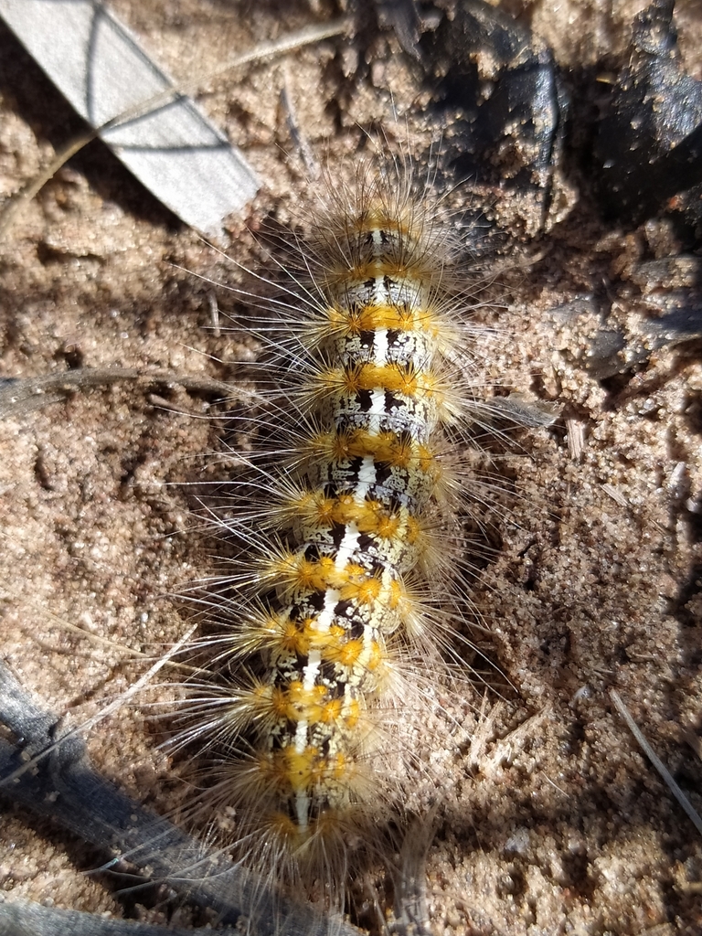Paracles deserticola from Utracán, La Pampa, Argentina on October 27 ...