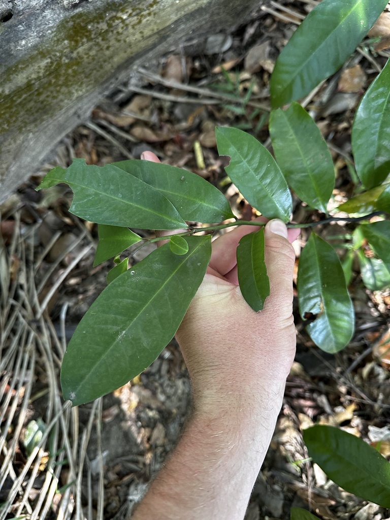 Bolwarra from Bridges, QLD, AU on October 30, 2023 at 03:00 PM by ...