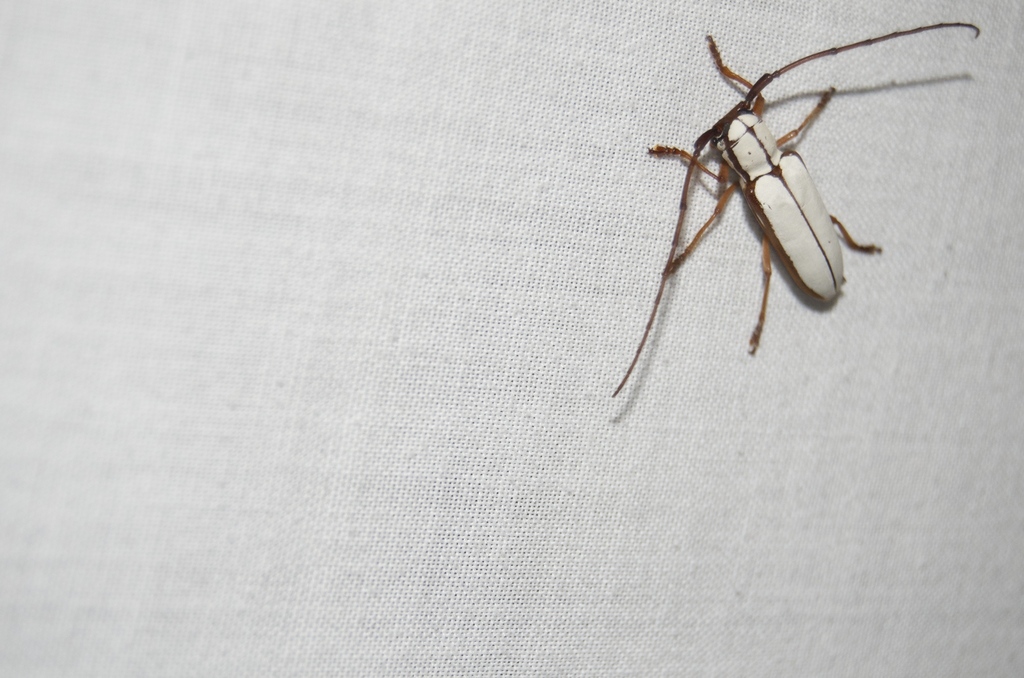 Hemilophini from Anton Valley, Panama on February 16, 2016 at 06:44 PM ...