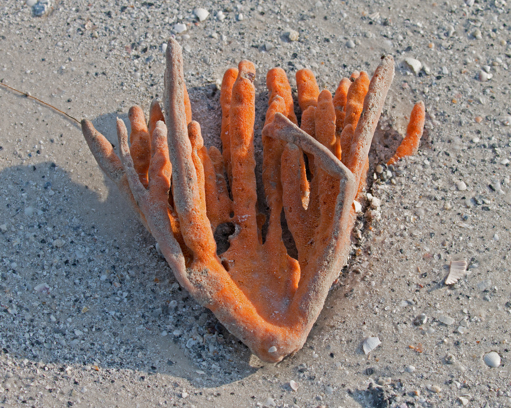 Axinella polycapella from Ft Desoto Park beaches Pinellas County, FL ...
