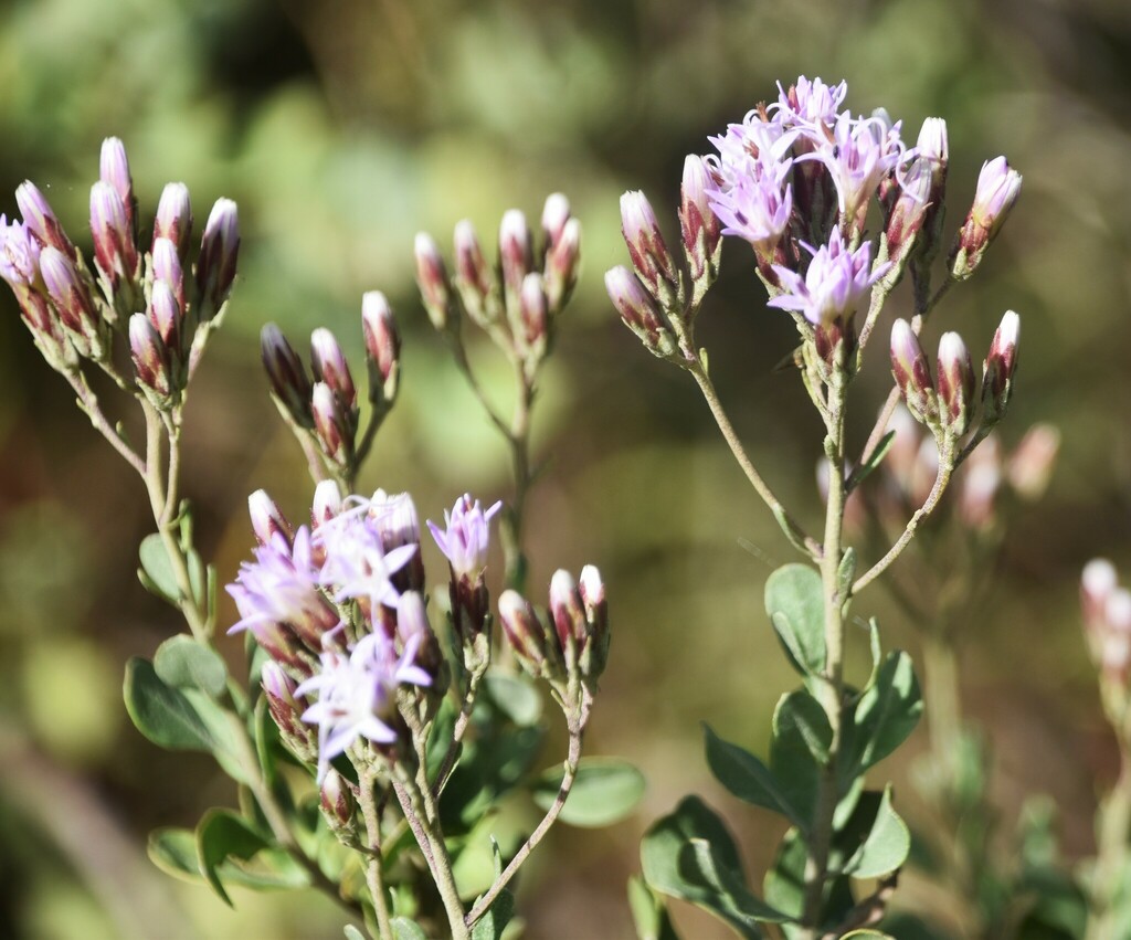 garberia from Polk County, FL, USA on October 30, 2023 at 10:31 AM by ...