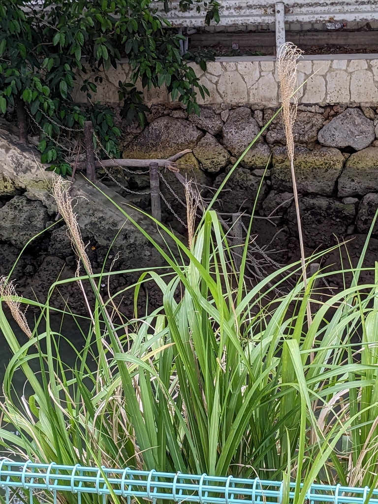 Silvergrasses from 900-0032, Japan on October 24, 2023 at 11:36 AM by ...
