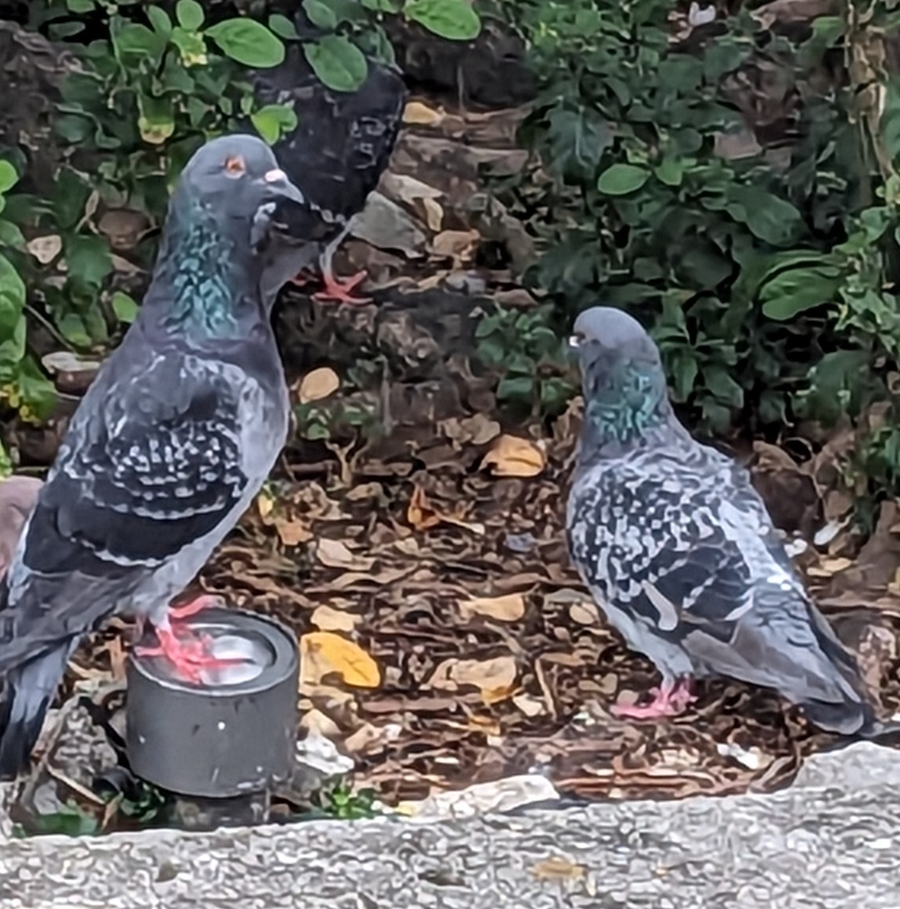 Feral Pigeon from 900-0013, Japan on October 24, 2023 at 12:41 PM by ...