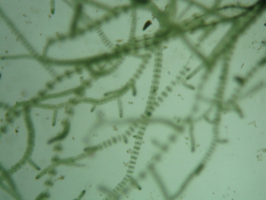 Frog-spawn Algae (Batrachospermum) - Botanical Realm
