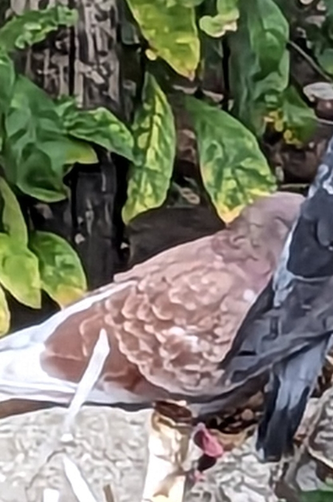 Feral Pigeon from 900-0013, Japan on October 24, 2023 at 12:41 PM by ...