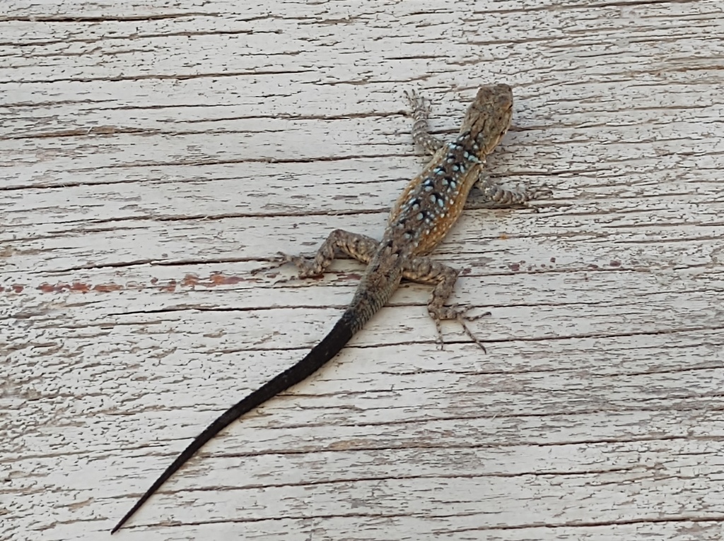 Black-tailed Brush Lizard from San Basilio, B.C.S., México on July 27, 2023 at 08:35 AM by LUIS ...